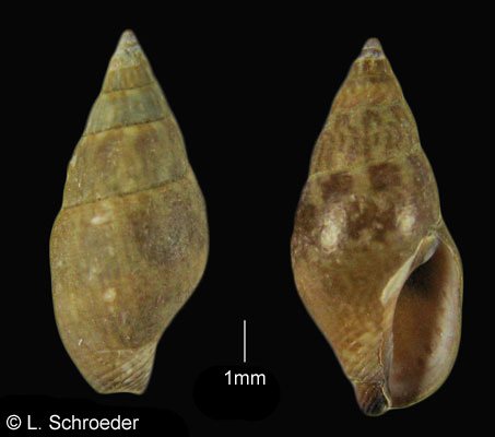 Gastropods - Columbellidae